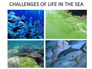 Challenges of life in the sea | PPTX
