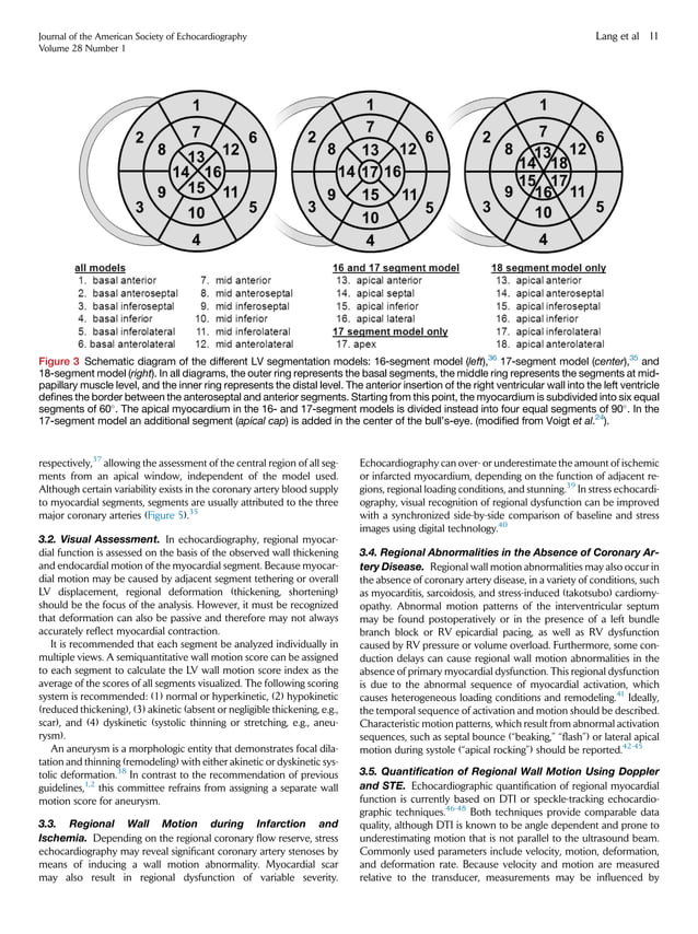 Chamber Quantification 2015 | PDF | Heart and Cardiovascular Diseases ...
