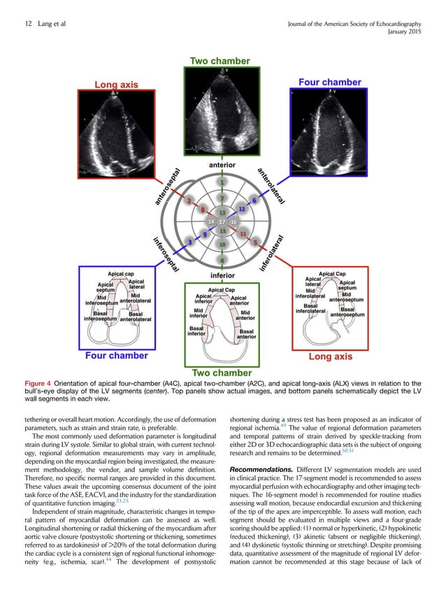Chamber Quantification 2015 | PDF | Heart and Cardiovascular Diseases ...