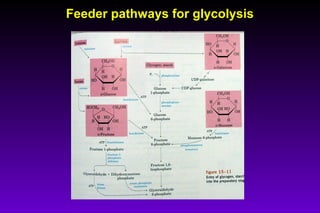 Glycolysis | PPT | Chemistry | Science