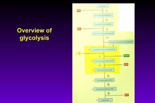 Glycolysis | PPT | Chemistry | Science
