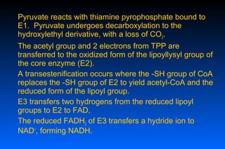 Citric Acid Cycle | PPT