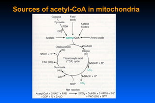 Citric Acid Cycle | PPT
