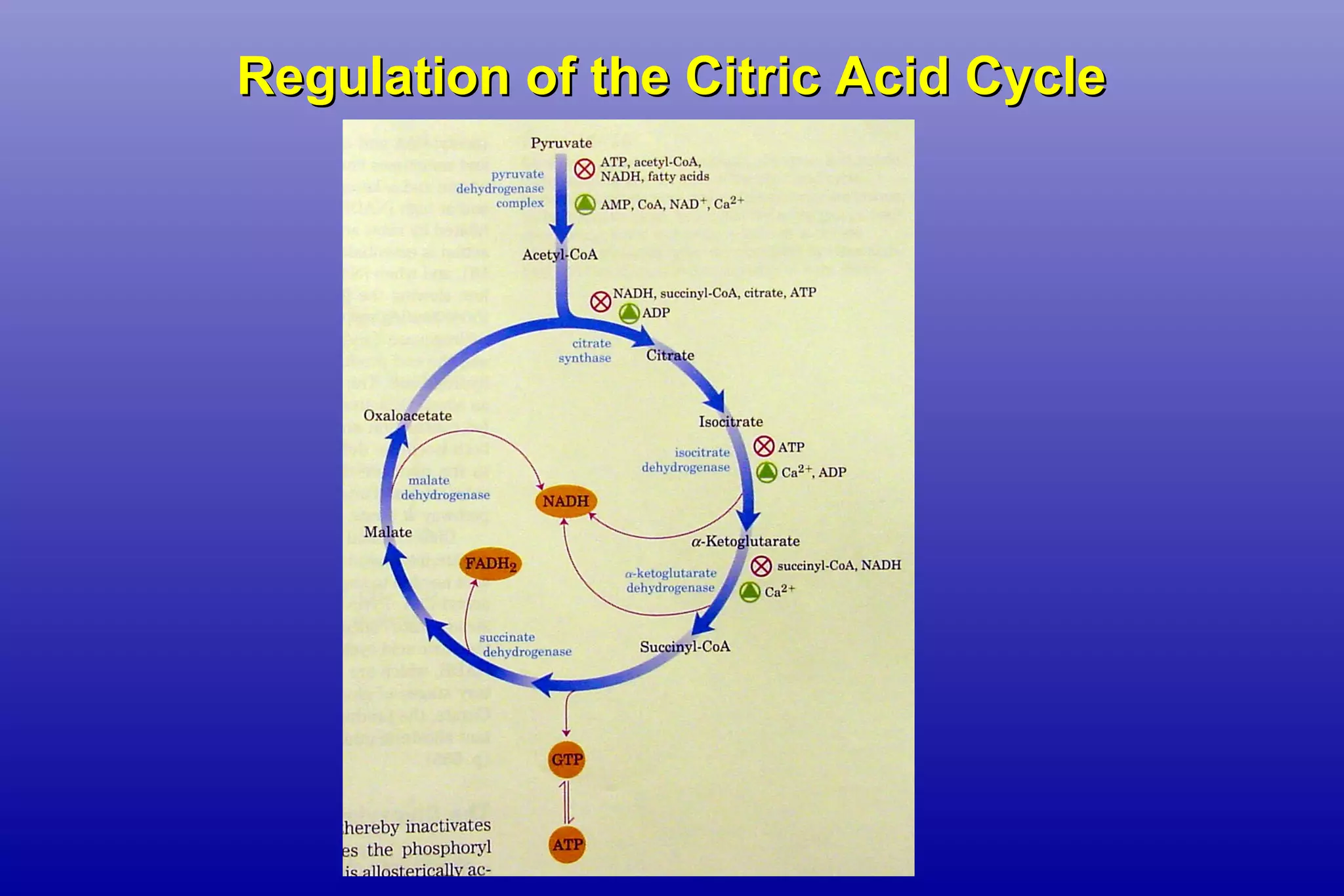 Citric Acid Cycle-Anaplerosis | PPT