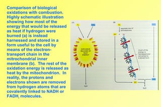 Electron Transport and Oxidative Phosphorylation | PPT