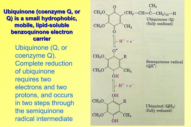 Ubiquinone (Coenzyme Q, or Q) Electron Carrier | PPT