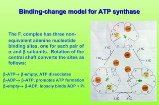 Oxidative Phosphorylation | PPT