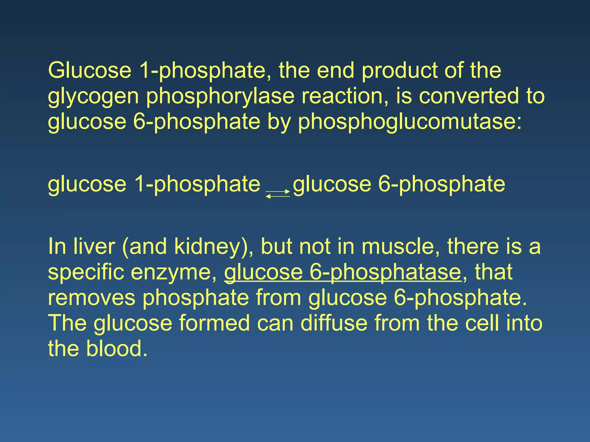 Glycogen Metabolism and Control | PPT