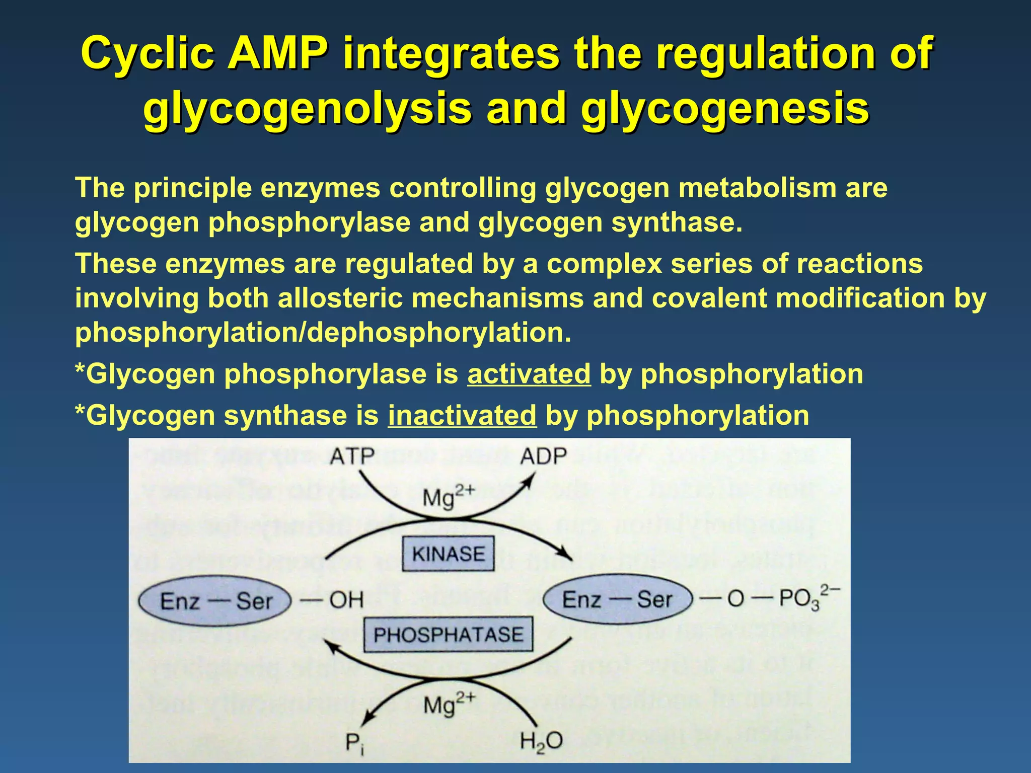 Glycogen Metabolism and Control | PPT