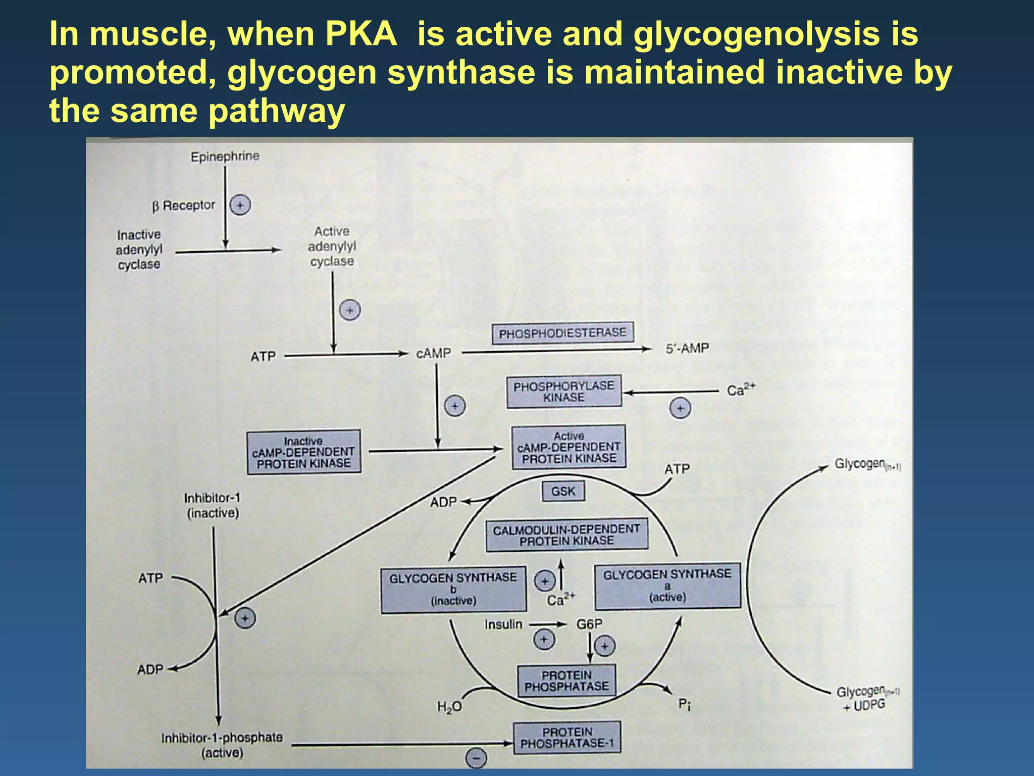 Glycogen Metabolism and Control | PPT