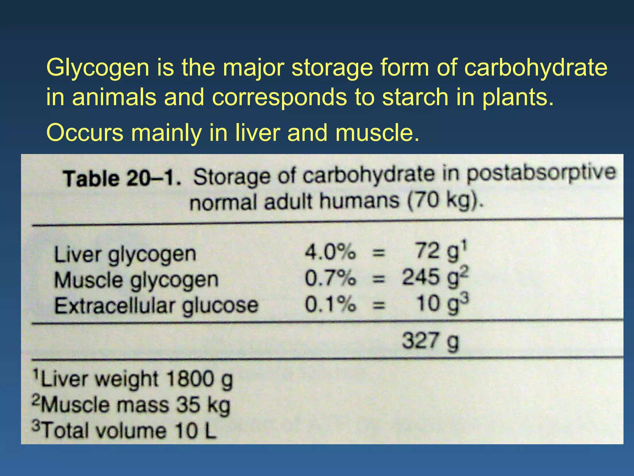 Glycogen Metabolism and Control | PPT
