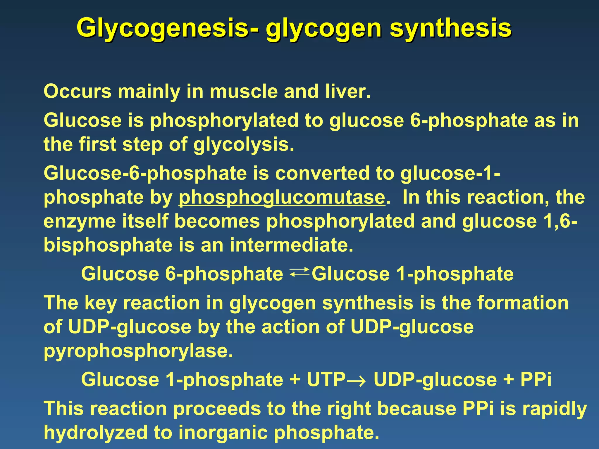 Glycogen Metabolism and Control | PPT
