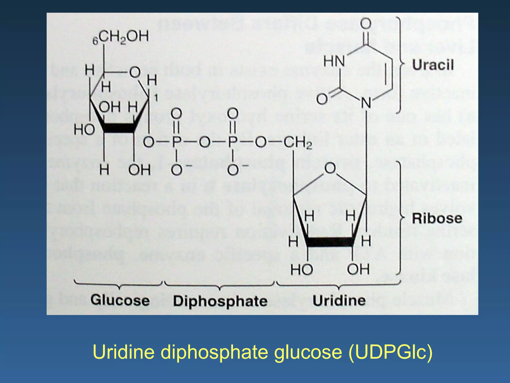 Glycogen Metabolism and Control | PPT