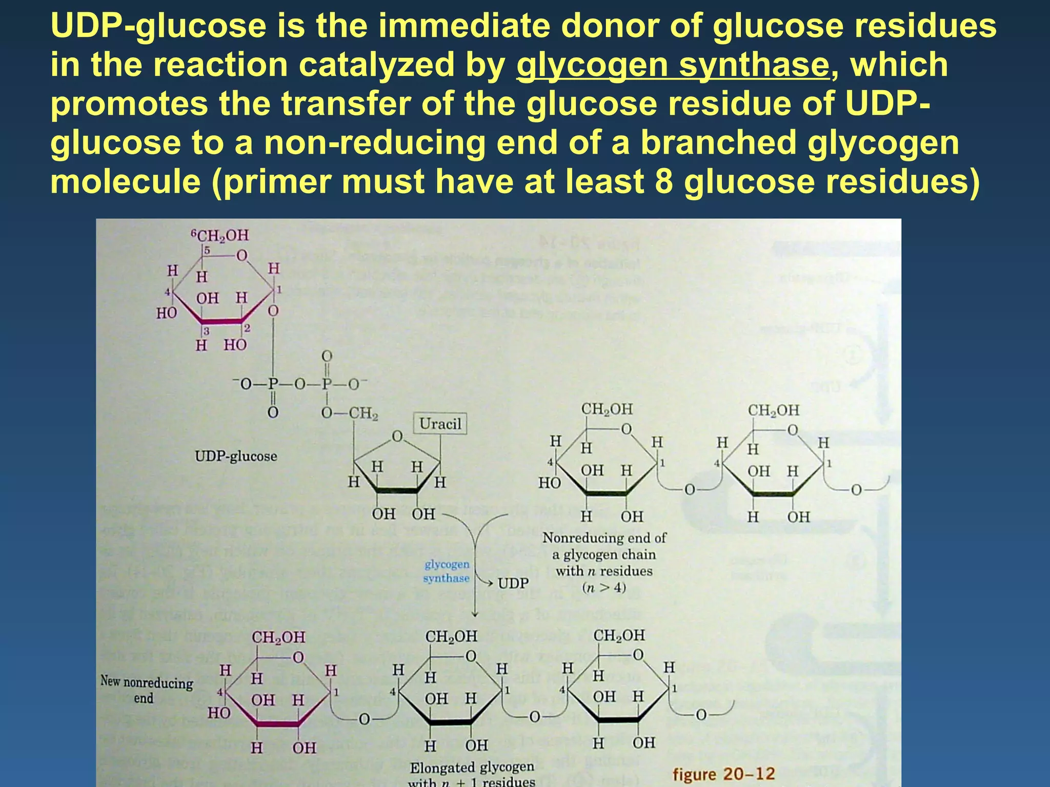 Glycogen Metabolism and Control | PPT