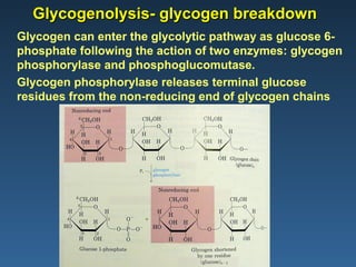 Glycogen Metabolism and Control | PPT