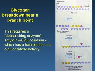 Glycogen Metabolism and Control | PPT
