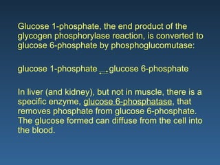Glycogen Metabolism and Control | PPT