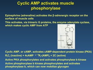 Glycogen Metabolism and Control | PPT