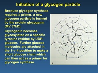 Glycogen Metabolism and Control | PPT