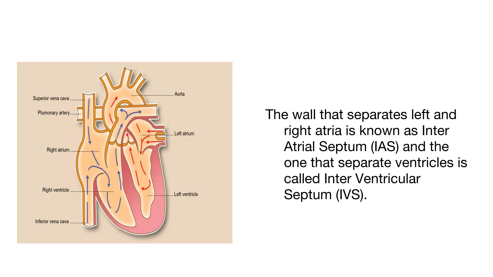 Chambers Of The Human Heart | PPT
