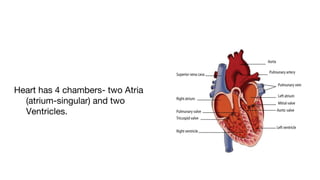 Chambers Of The Human Heart | PPT