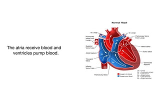 Chambers Of The Human Heart | PPT