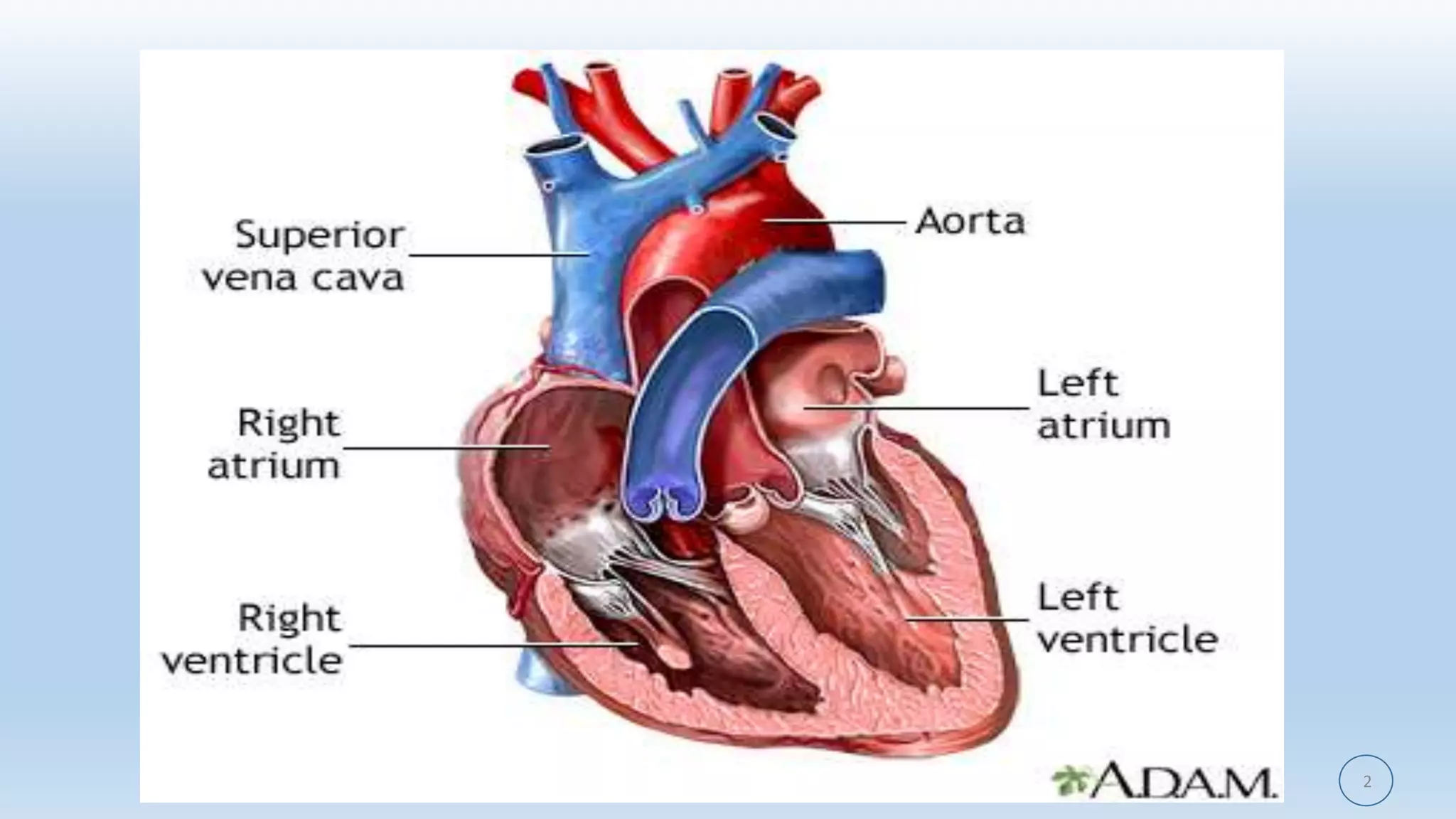 Chambers of heart | PPTX