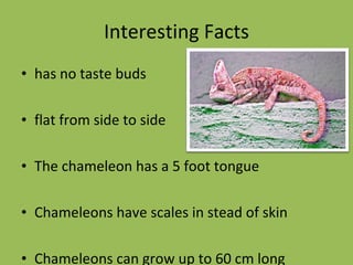 Chameleon | PPT