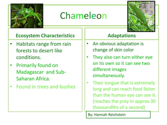 Chameleon reichstein | PPTX | Geography | Science