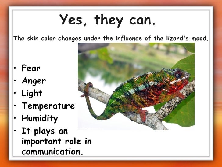 Veiled Chameleon Mood Color Chart Identifying A Veiled Chameleon's