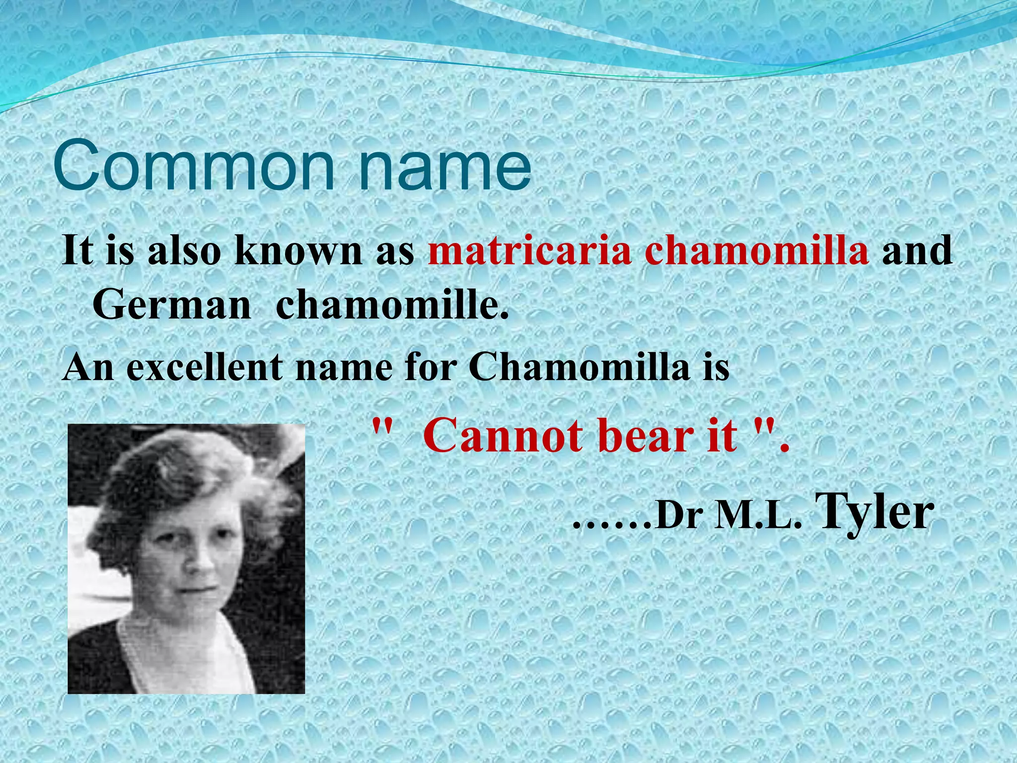 Chamomila | PPTX