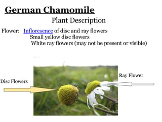 Chamomile Botany | PDF