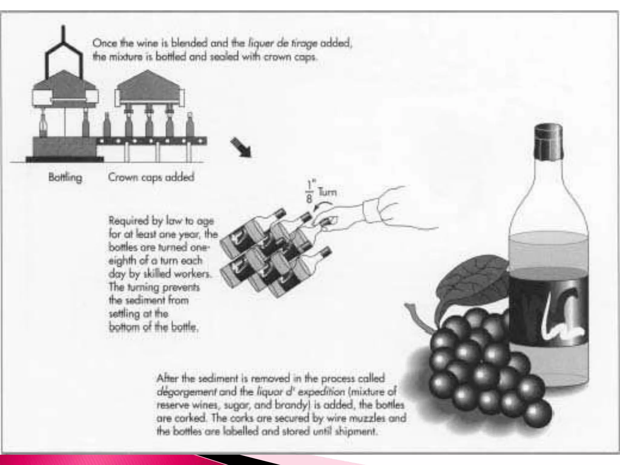 Champagne making process | PPTX