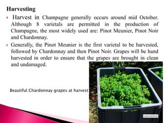 Champagne making process | PPTX