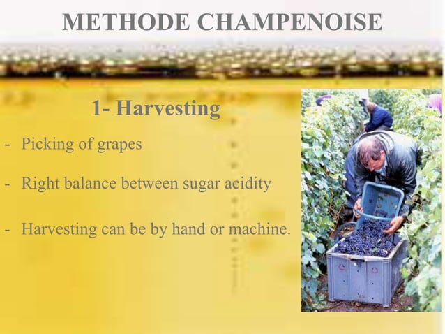 Champagne production/Methode champenoise | PPTX