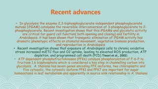 Recent advances in respiration in Arabidopsis thaliana | PPT