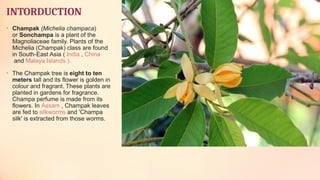 CHAMPAK FLOWER powerpoint presentation .pptx