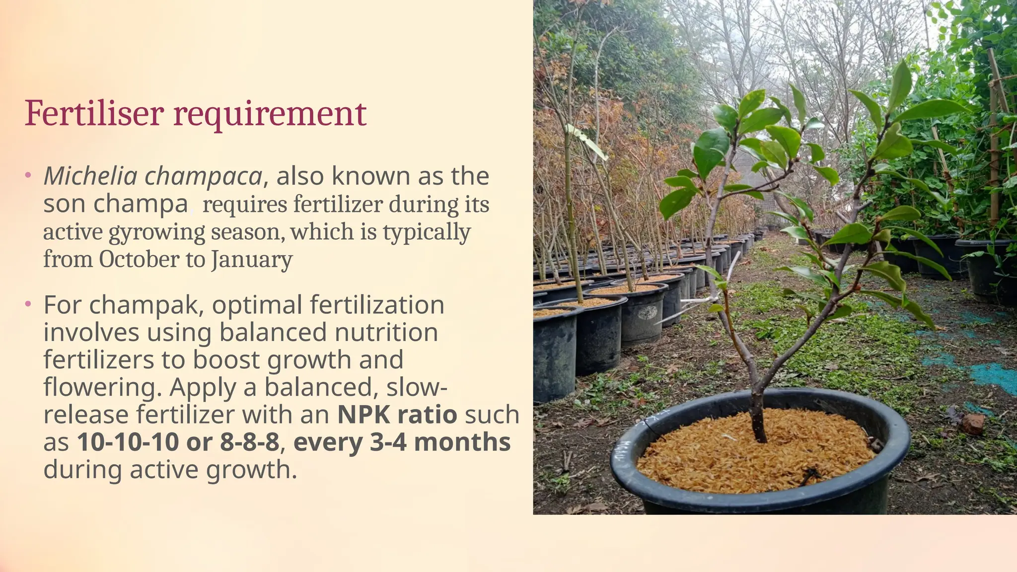CHAMPAK FLOWER and its production technology (1).pptx