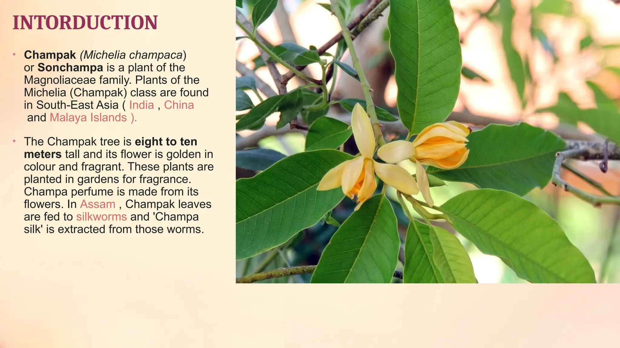 CHAMPAK FLOWER and its production technology (1).pptx