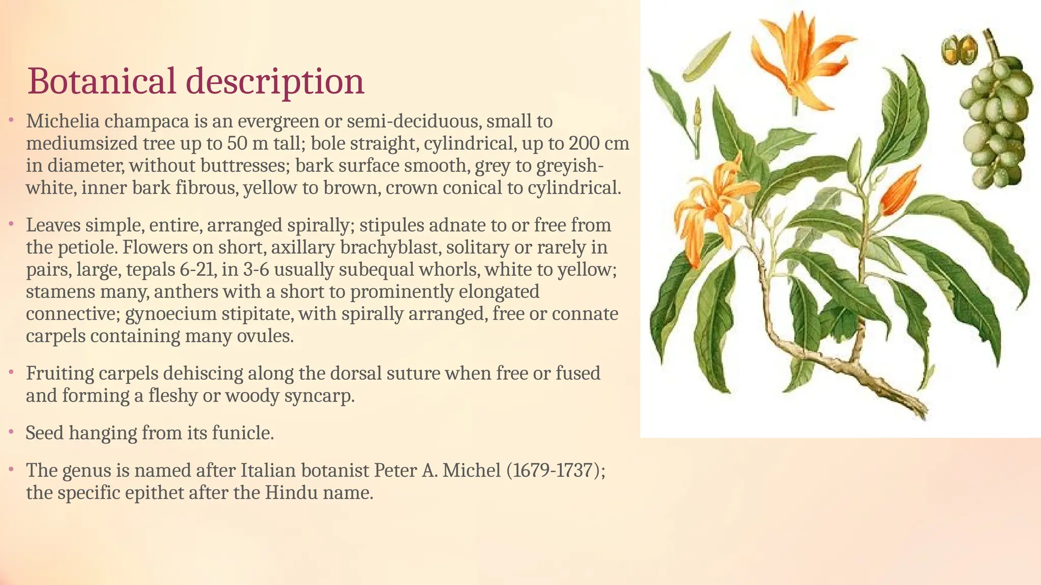 CHAMPAK FLOWER and its production technology (1).pptx