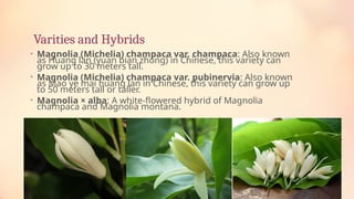 CHAMPAK FLOWER and its production technology (1).pptx