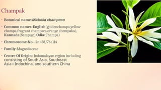 CHAMPAK FLOWER and its production technology (1).pptx