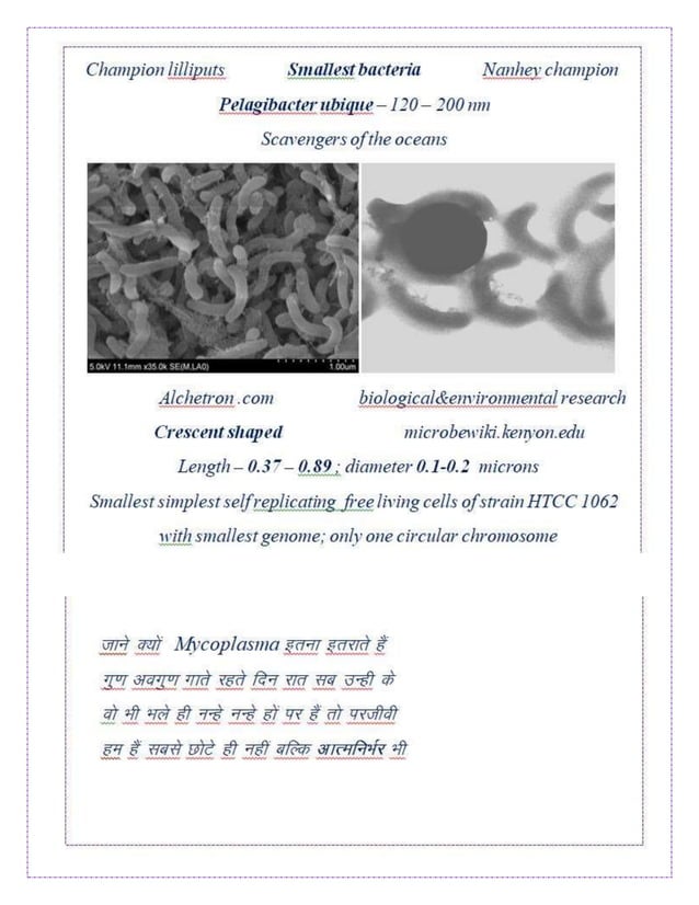 CHAMPION LILLIPUTS- SMALLEST BACTERIA - PELAGIBACTER SNIP PD.docx