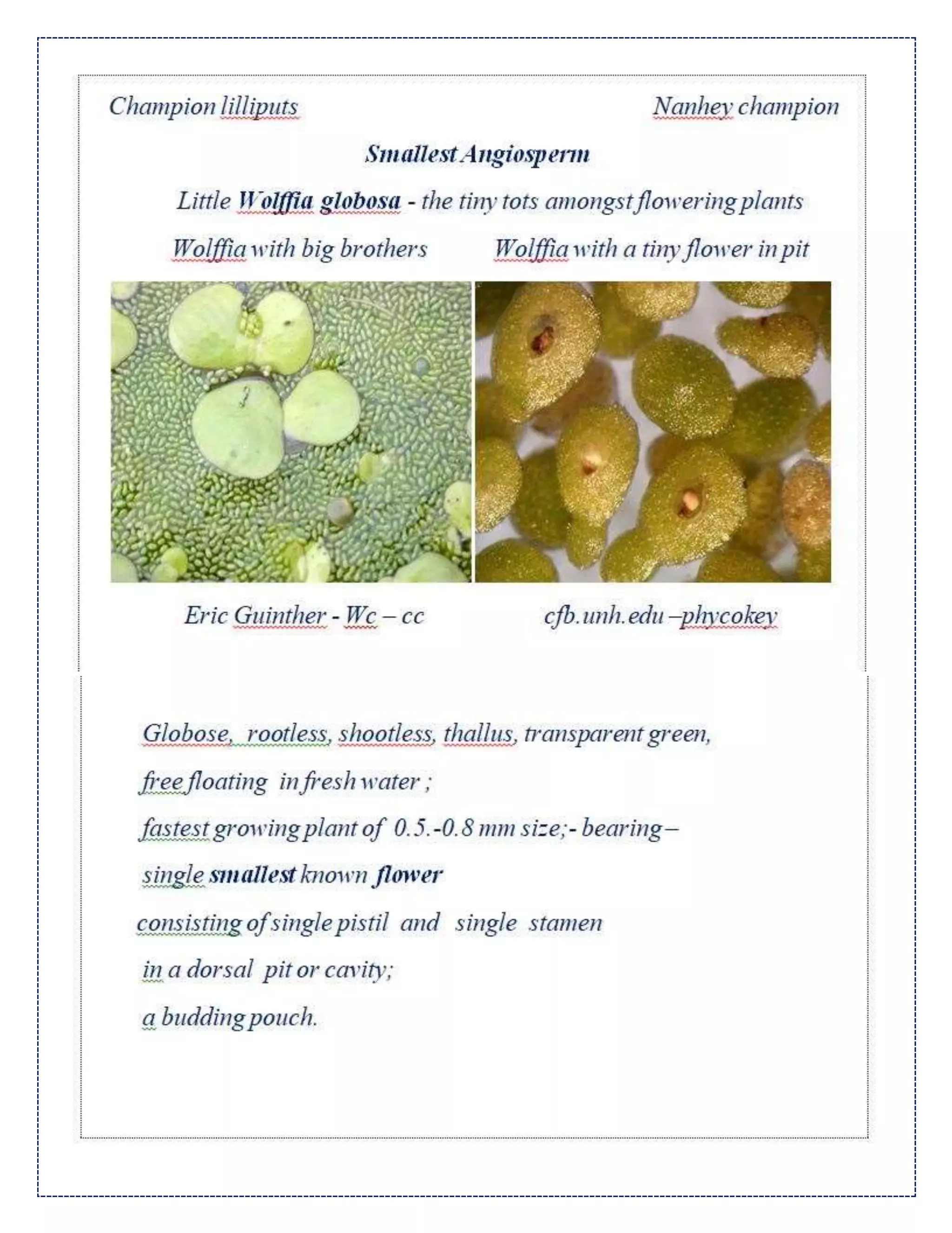 CHAMPION LILLIPUTS - SMALLEST : ANGIOSPERMS ; GYMNOSPERMS ;PTERIDPHYTES ...