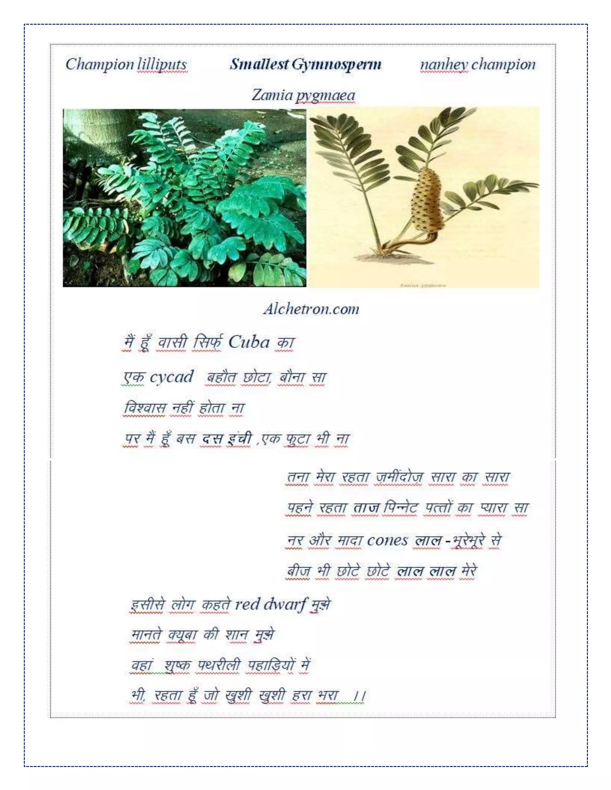 CHAMPION LILLIPUTS - SMALLEST : ANGIOSPERMS ; GYMNOSPERMS ;PTERIDPHYTES ...
