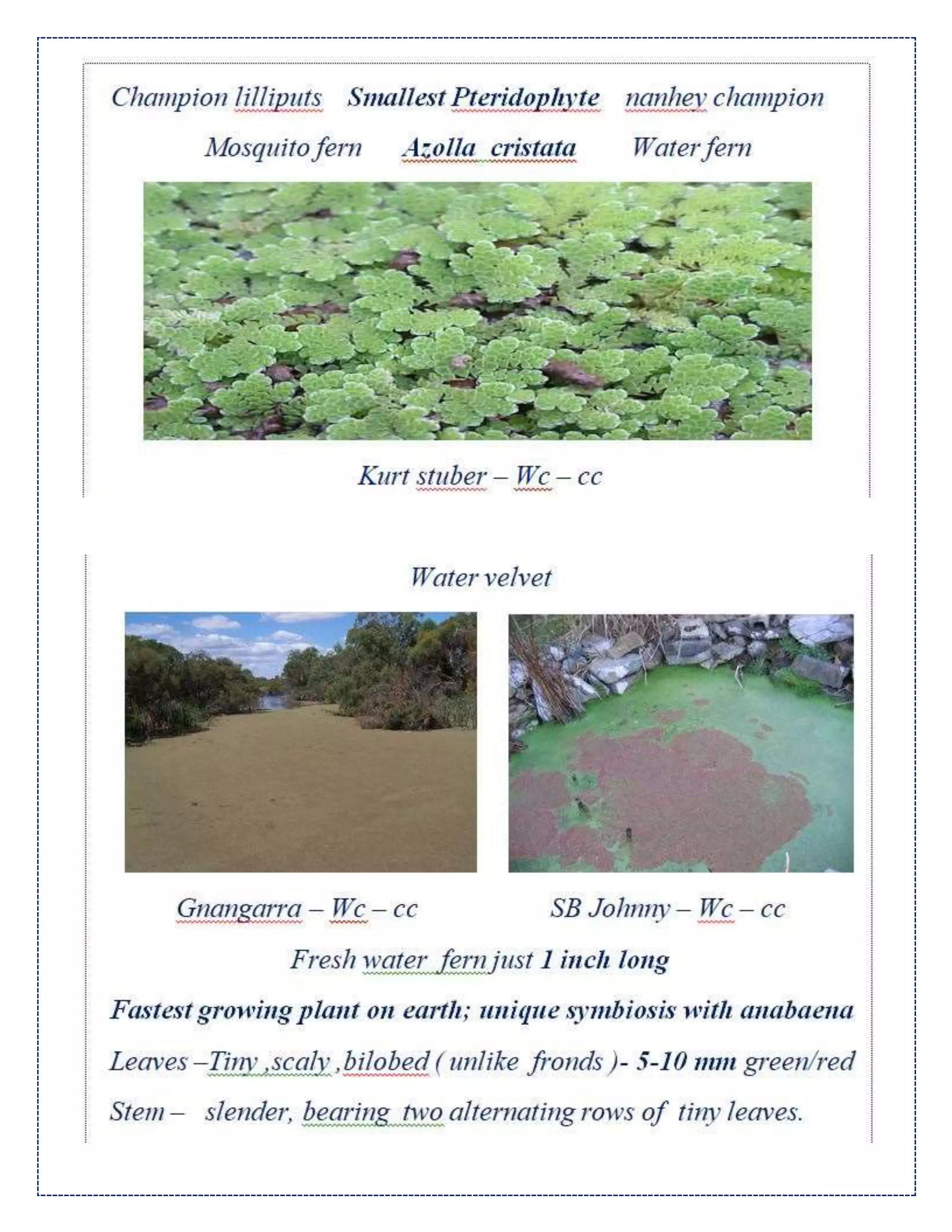 CHAMPION LILLIPUTS - SMALLEST : ANGIOSPERMS ; GYMNOSPERMS ;PTERIDPHYTES ...