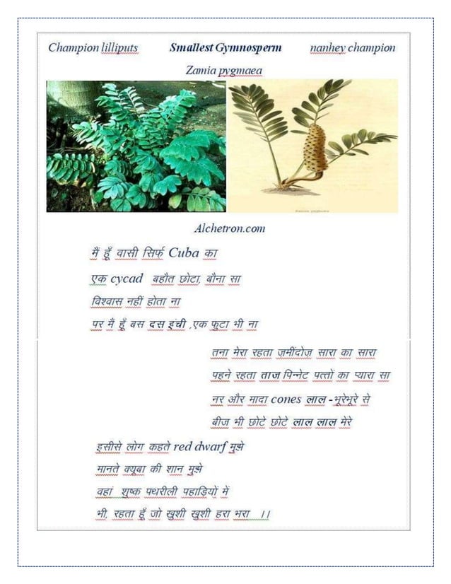 CHAMPION LILLIPUTS - SMALLEST : ANGIOSPERMS ; GYMNOSPERMS ;PTERIDPHYTES ...