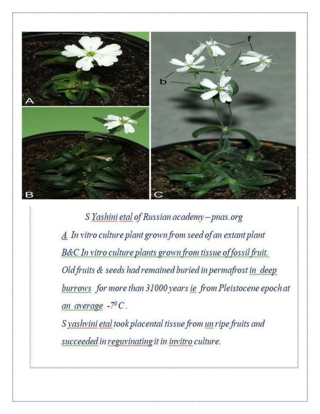 Champions of plant kingdom - oldest seeds - silene stenophylla