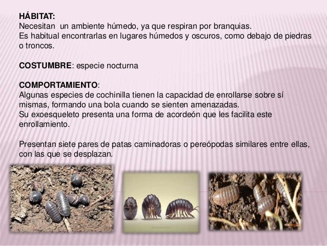 Chanchitos de-tierra