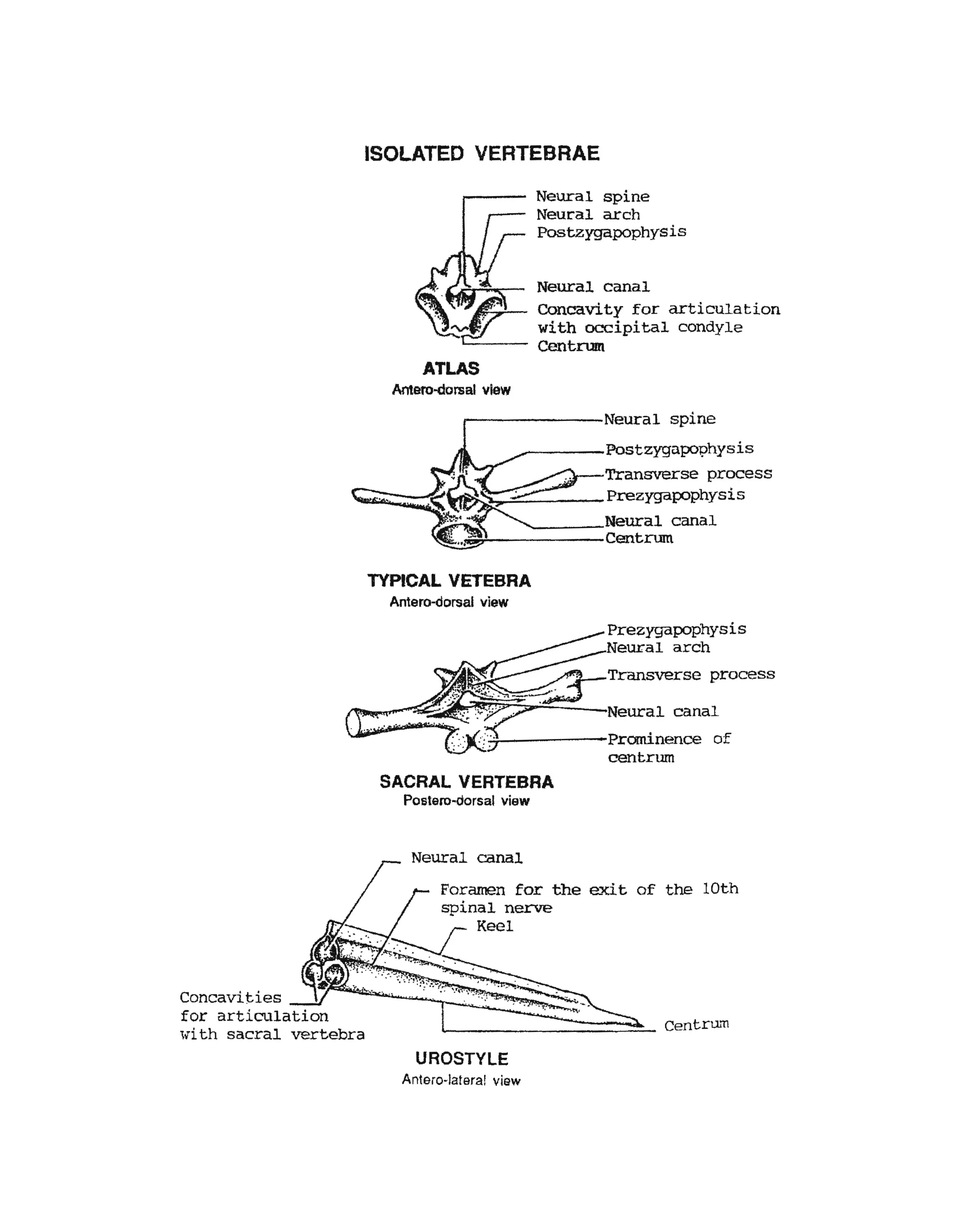 Atlas Vertebra Of Frog